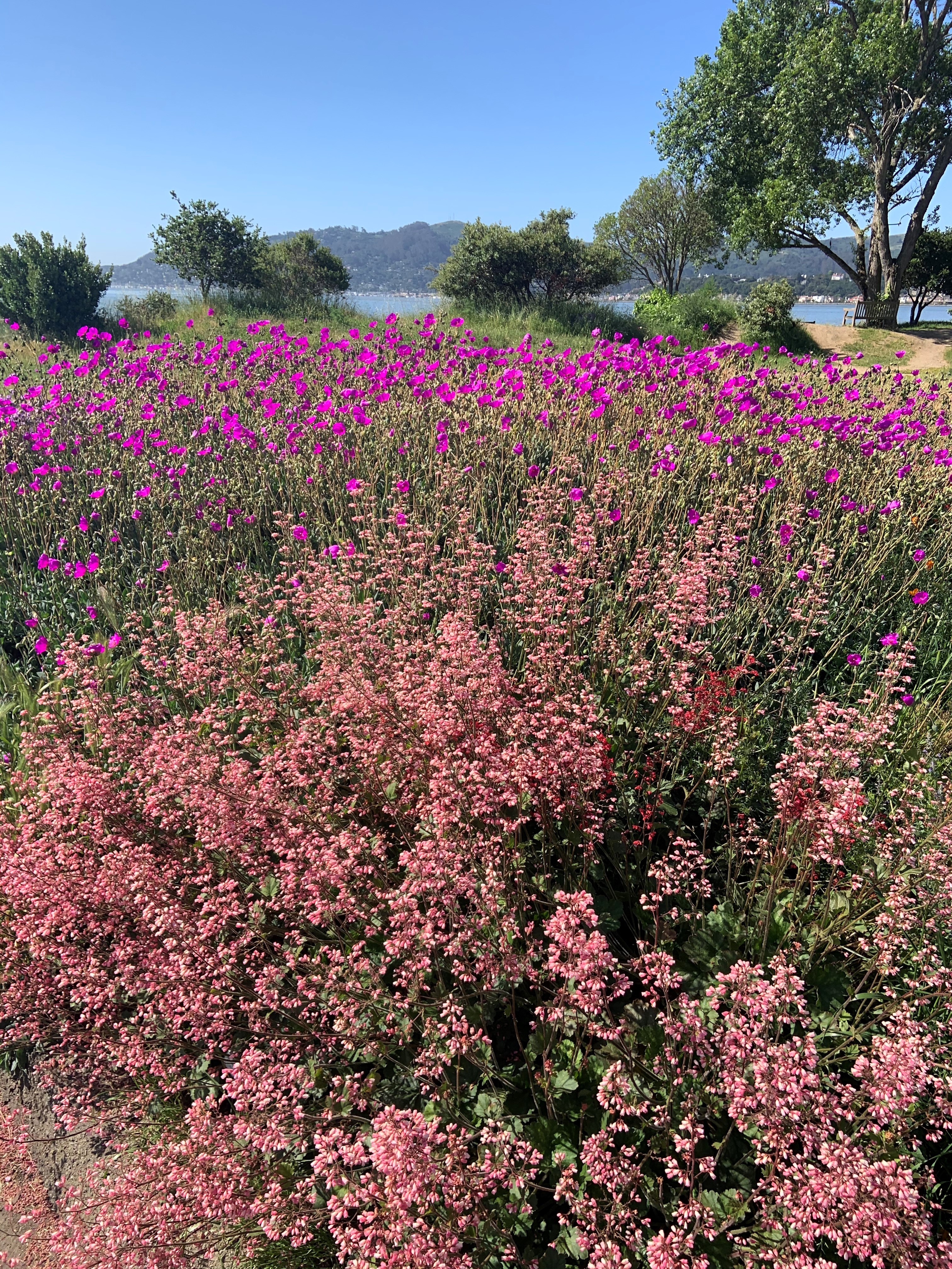 Native Ground Covers | UC Agriculture and Natural Resources