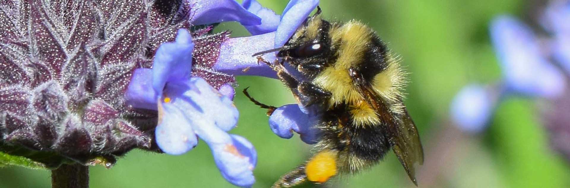 Bees, Butterflies And Other Pollinators | UC Agriculture and Natural ...