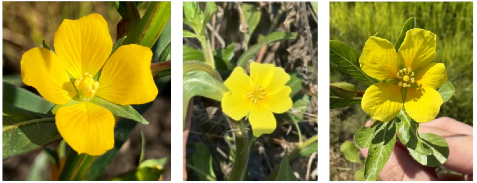 Keep an eye out for Winged Water Primrose (Ludwigia decurrens) | UC ...