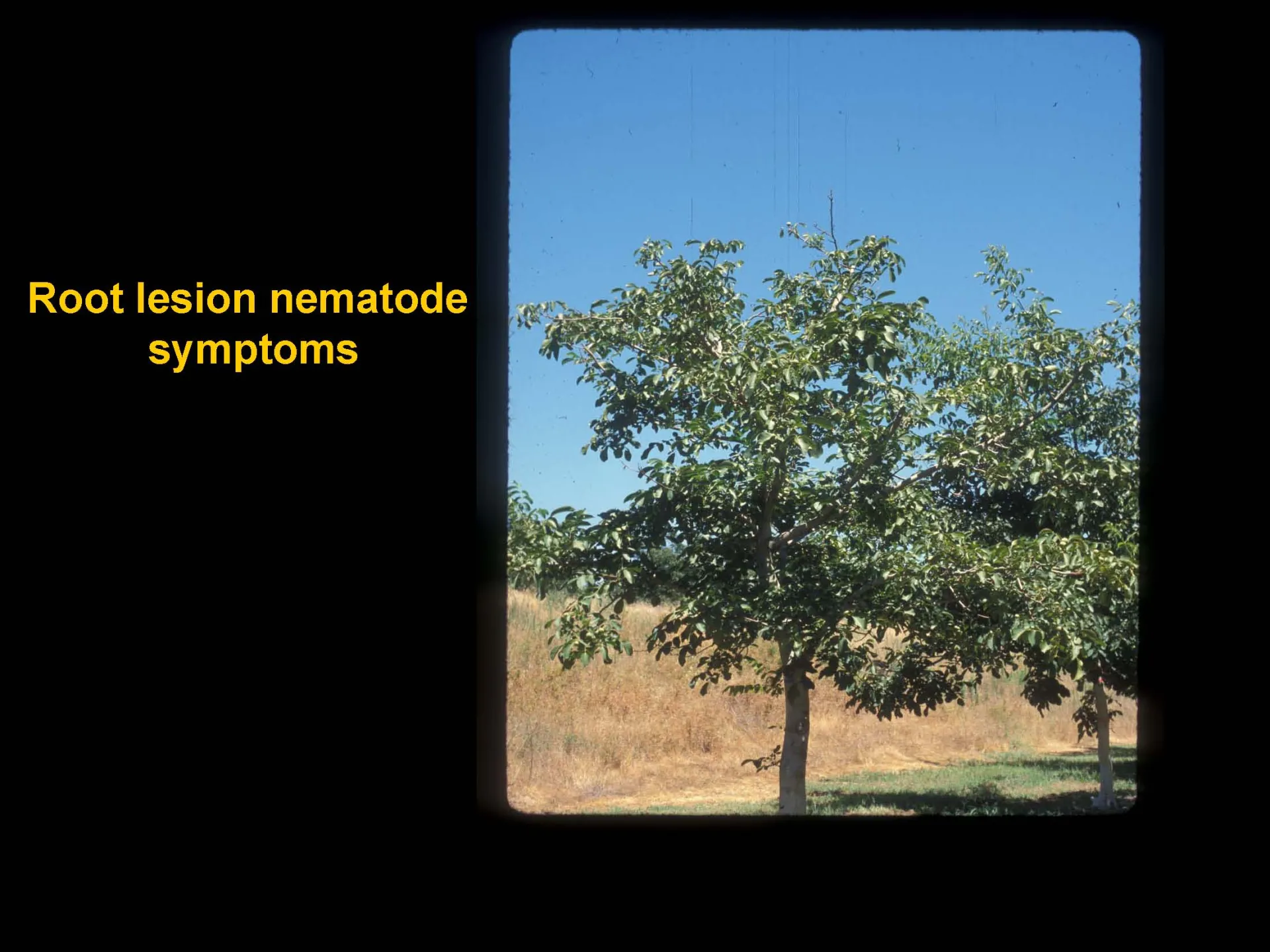 Root Lesion Nematode | UC Agriculture and Natural Resources