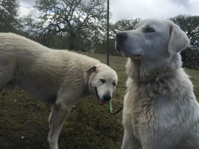 Grazing & revegetation for suppression of barb goatgrass and medusahead ...
