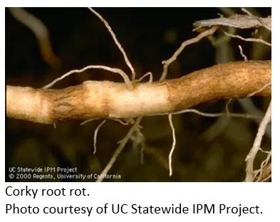 Herbicide Injury on Tomato | UC Agriculture and Natural Resources