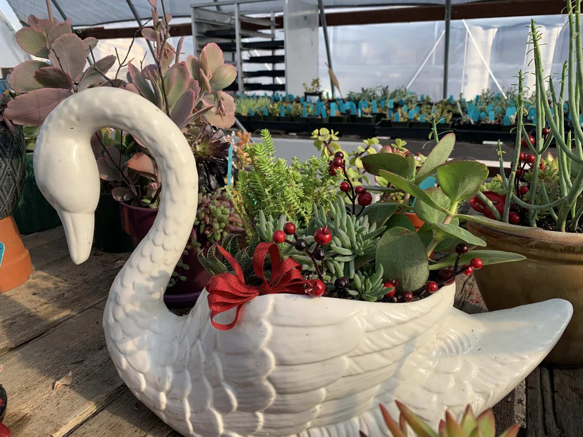 MCP Succulent Open House & Sale - San Jose | UC Agriculture and Natural ...