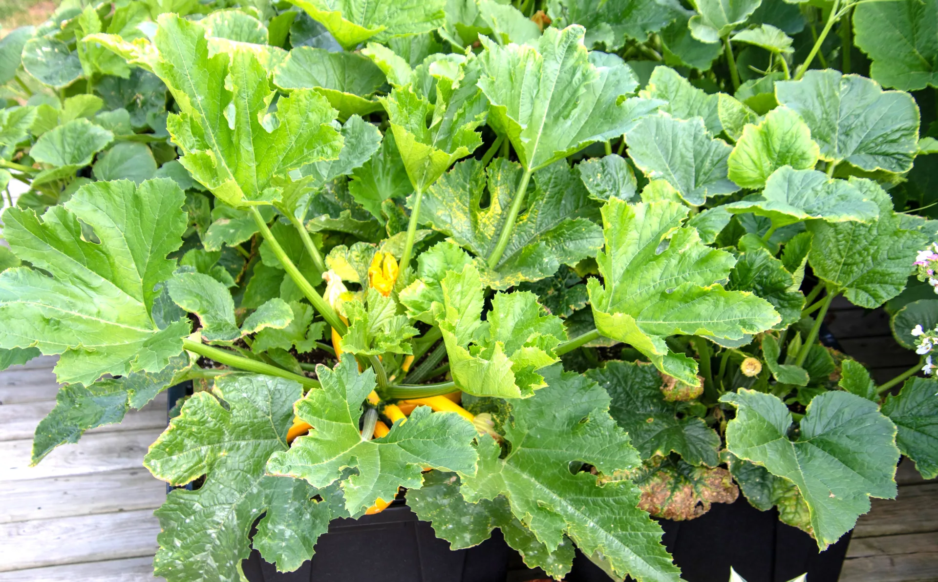 Growing Cucumbers and Squash in Containers for Small Spaces Gardening ...