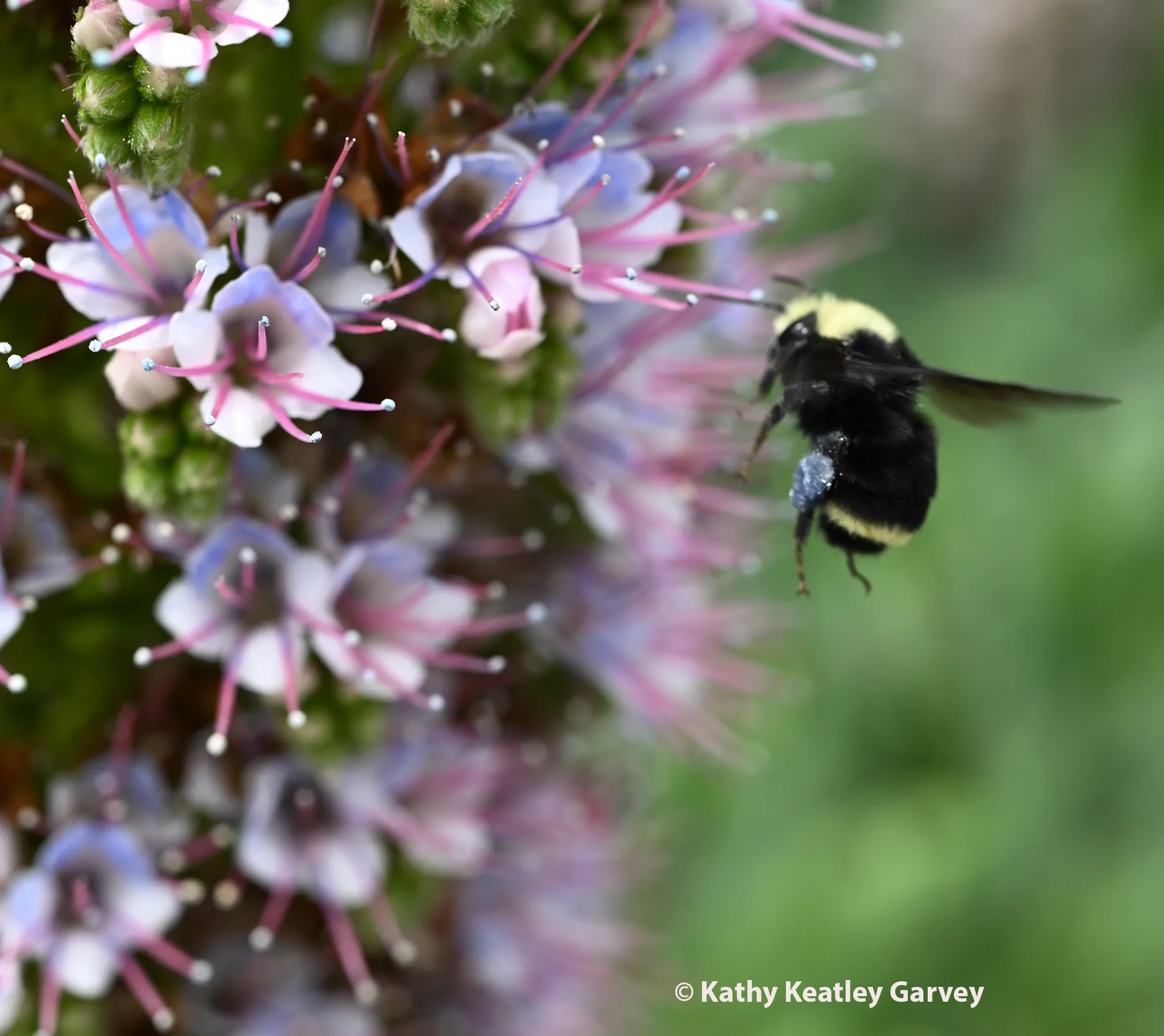 The Bumble Bees of Bodega Bay | Bug Squad