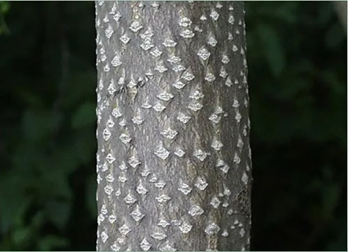 Tackling the Invasive Tree of Heaven | UC Master Gardener Program of ...