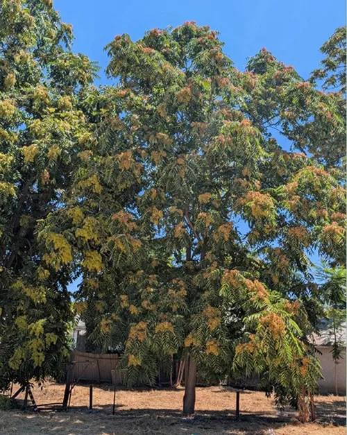 Tackling the Invasive Tree of Heaven | UC Master Gardener Program of ...