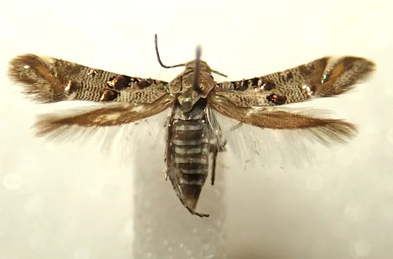 A Tiny and Beautiful Moth from Texas | Bug Squad