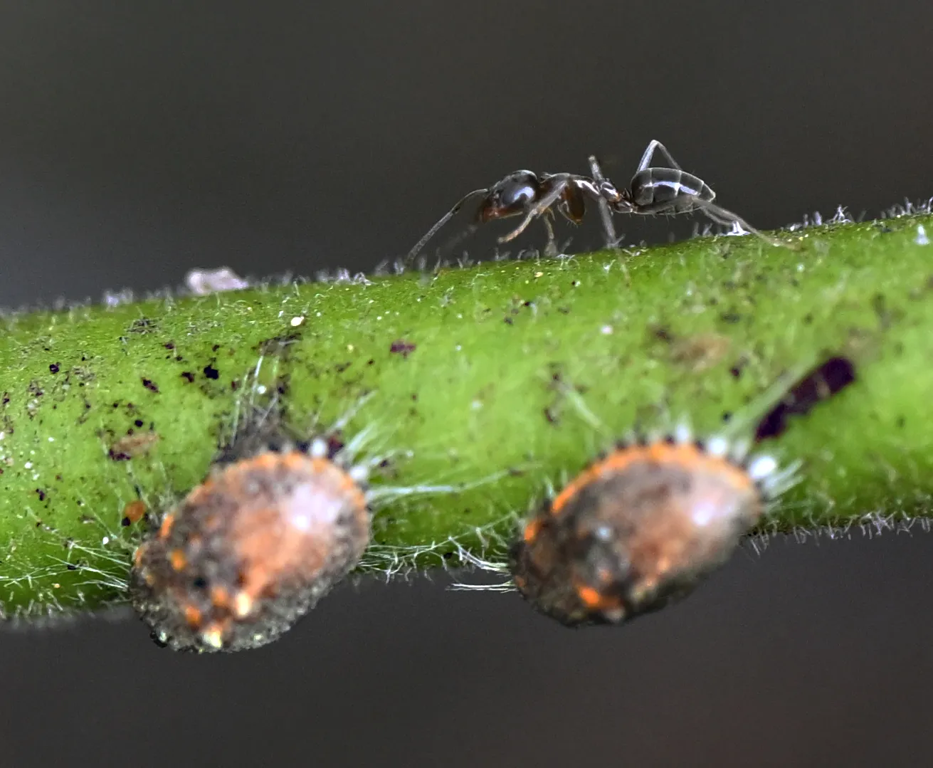 Hanging Out With Mistletoe | Bug Squad