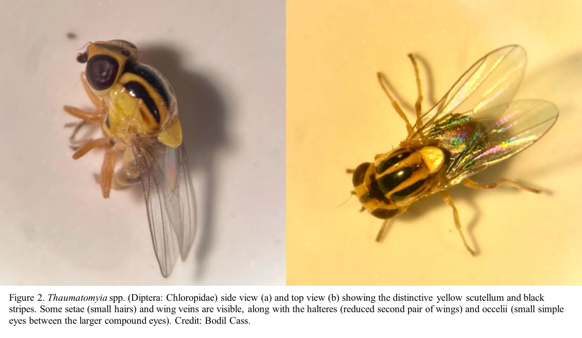 Is that a Fruit Fly? | Topics in Subtropics