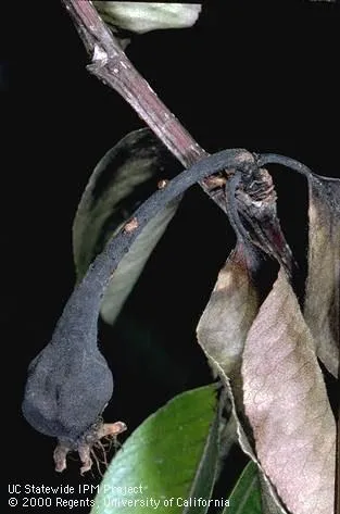 Preventing Peach Leaf Curl and Other Fruit Tree Diseases By Dealing ...