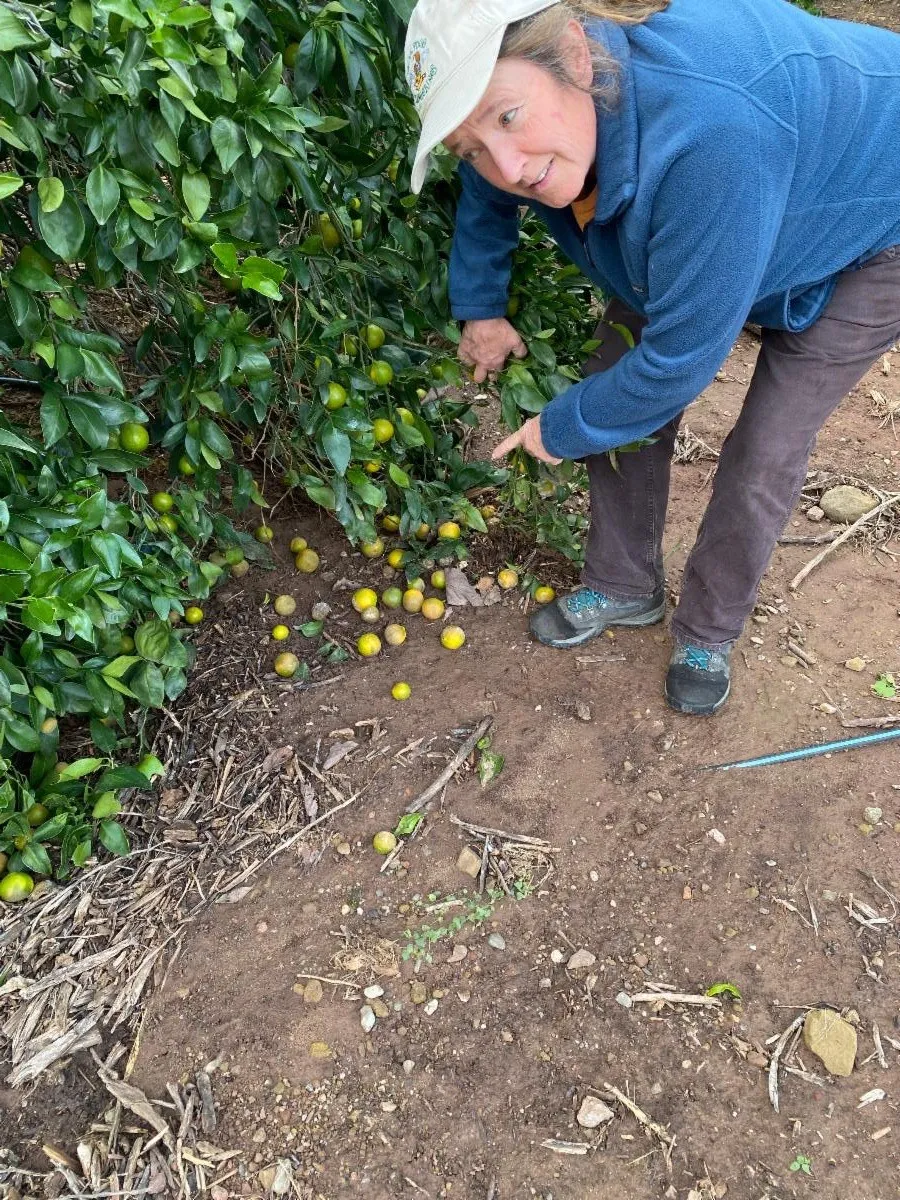 Watch OUT for Brown Rot | Topics in Subtropics