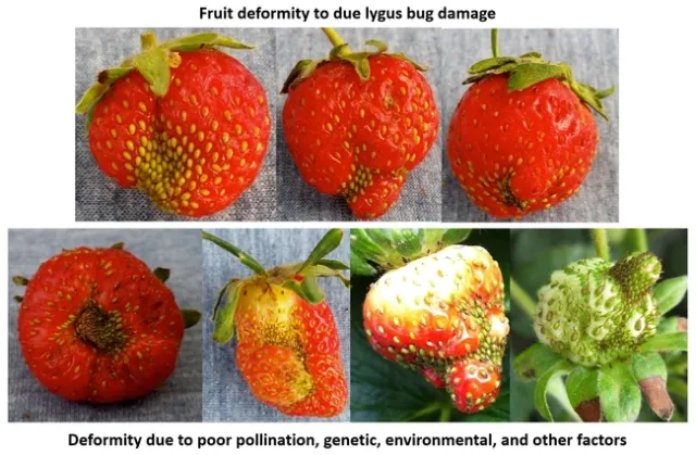Role of lygus bug and other factors in strawberry fruit deformity | UC ...