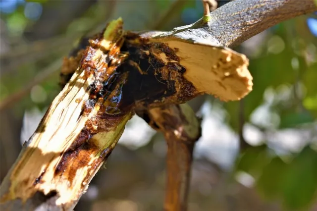Case Study: Branch Canker and Hendersonula Diseases Troubling Growers ...