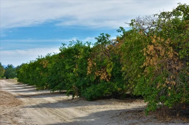 Case Study: Branch Canker and Hendersonula Diseases Troubling Growers ...