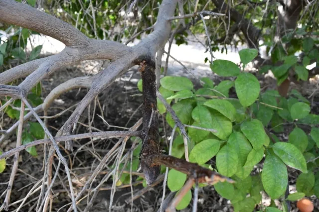 Case Study: Branch Canker and Hendersonula Diseases Troubling Growers ...