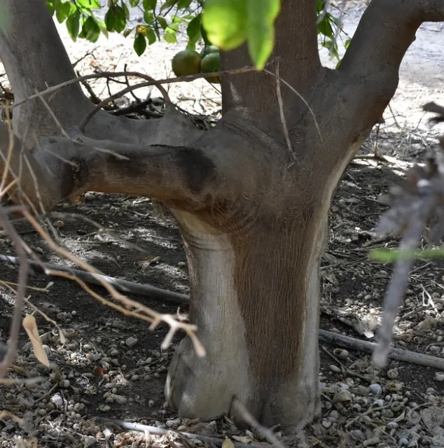 Case Study: Branch Canker and Hendersonula Diseases Troubling Growers ...