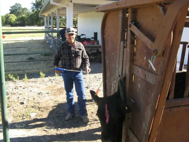 Selenium Deficiency and White Muscle Disease in California Beef Cattle ...