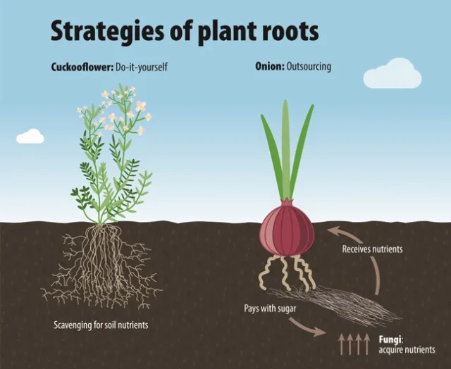Root Architecture? | UC Agriculture and Natural Resources