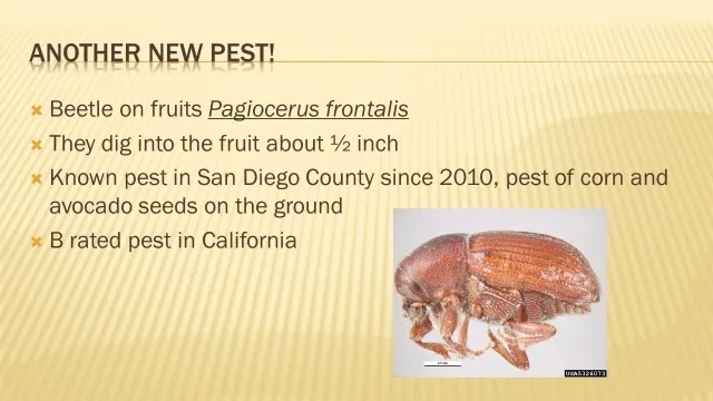 Avocado Seed Weevil | UC Agriculture and Natural Resources