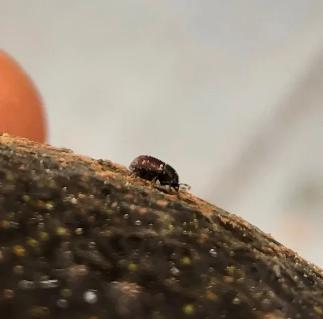 Avocado Seed Weevil | UC Agriculture and Natural Resources