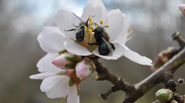 Pollination with Mason Bees | UC Agriculture and Natural Resources
