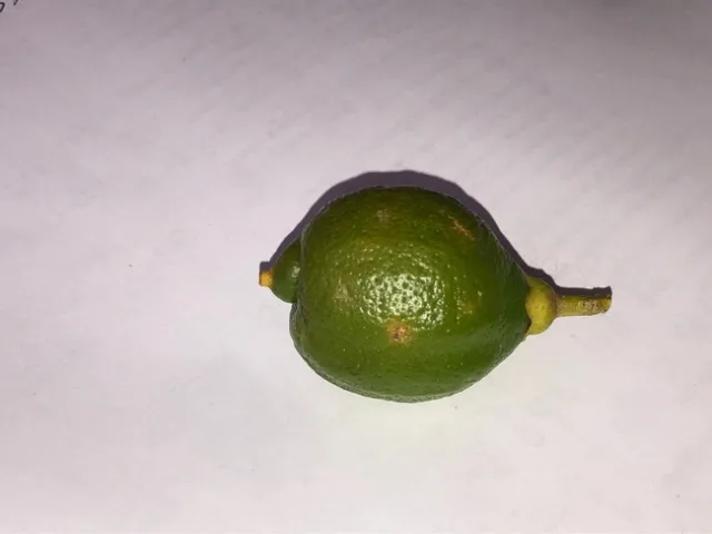 Hail? No, It Doesnt Happen Here? | UC Agriculture and Natural Resources