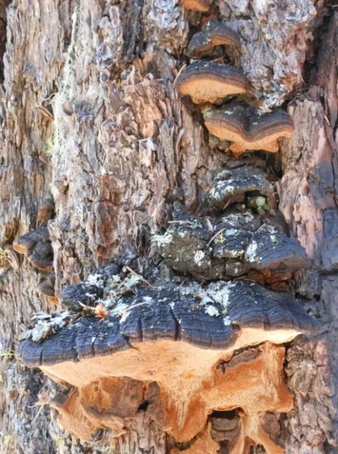 Red Ring Rot (Porodaedalea pini) | UC Agriculture and Natural Resources