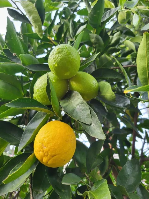 Thanks for the Lemons! Oh Wait – it’s a Yellow Lime! | UC Agriculture ...
