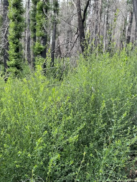 Ceanothus in the 2020 CZU Lightning Complex Burn Footprint | Santa Cruz ...