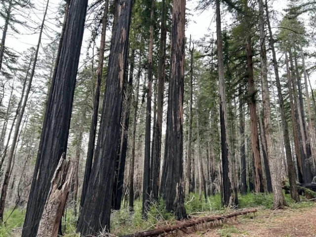 Ceanothus in the 2020 CZU Lightning Complex Burn Footprint | Santa Cruz ...