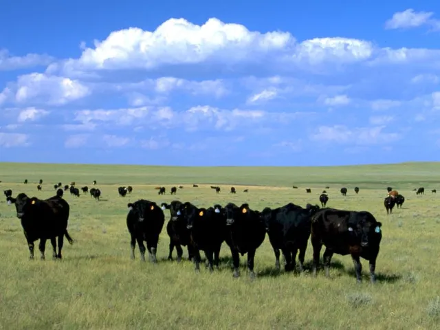 Why Grazing Management Matters | UC Agriculture and Natural Resources