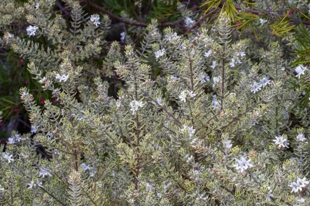 A Westringia for every garden | UC Marin Master Gardeners