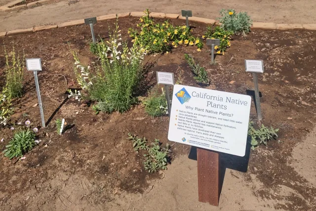 A new native plant garden inspires backyard nature conservation ...