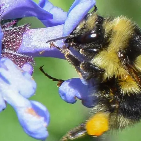 Pollination And Bees | UC Agriculture and Natural Resources