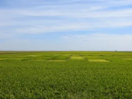 2021 Delta Rice Variety Trial Results | UC Agriculture and Natural ...
