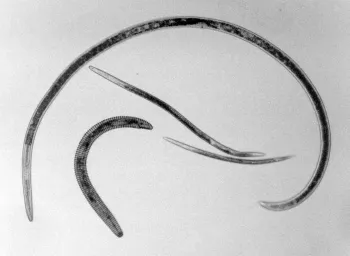 Nematode overview | Kearney Agricultural Research and Extension Center