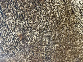 Red Ring Rot (Porodaedalea pini) | UC Agriculture and Natural Resources