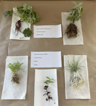 Propagation by cutting | UC Marin Master Gardeners