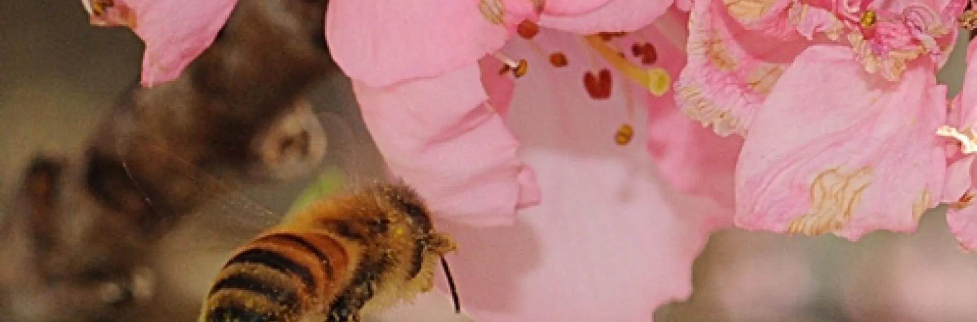 Better than Cotton Candy | UC Agriculture and Natural Resources