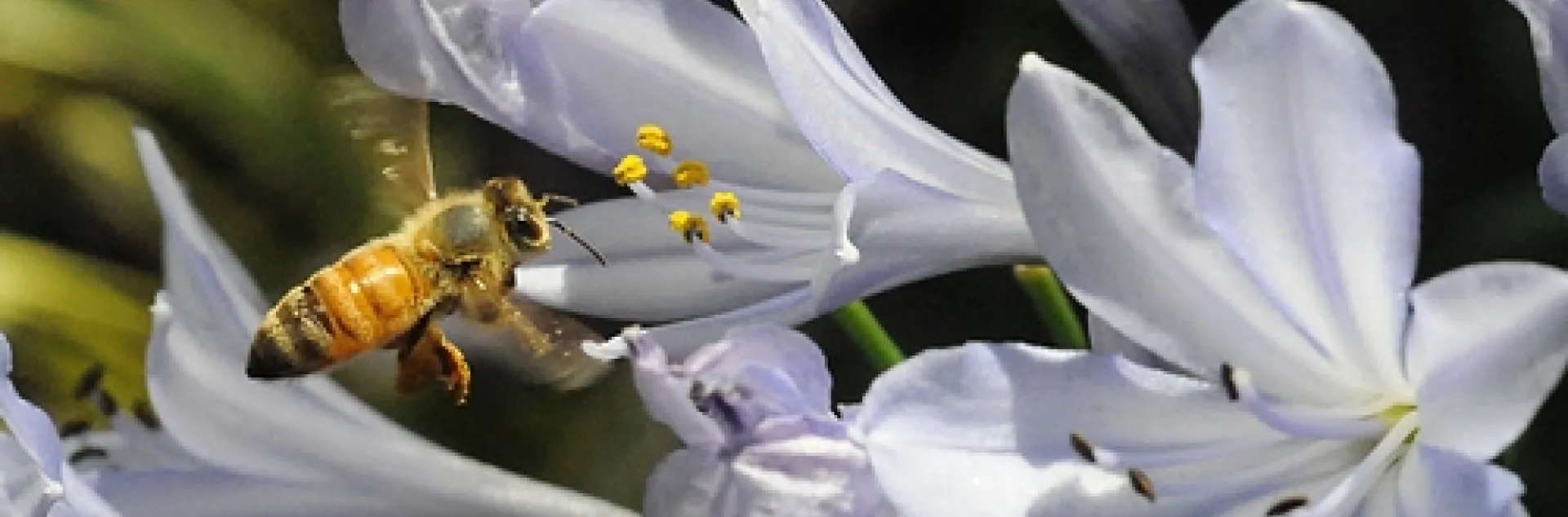 The Peter Pan Bees | Bug Squad