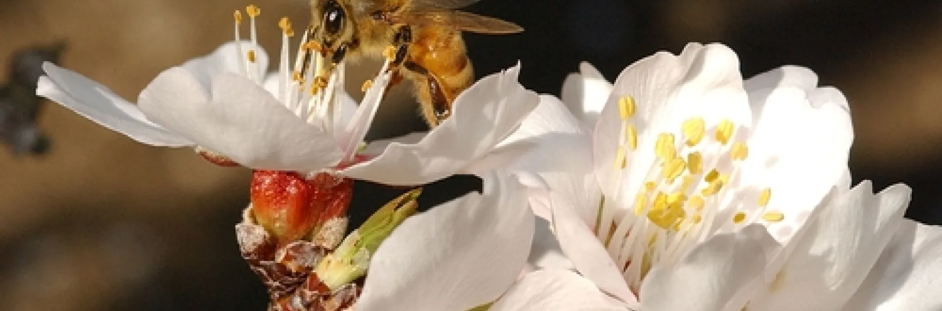 Bee-utiful Work! | Bug Squad