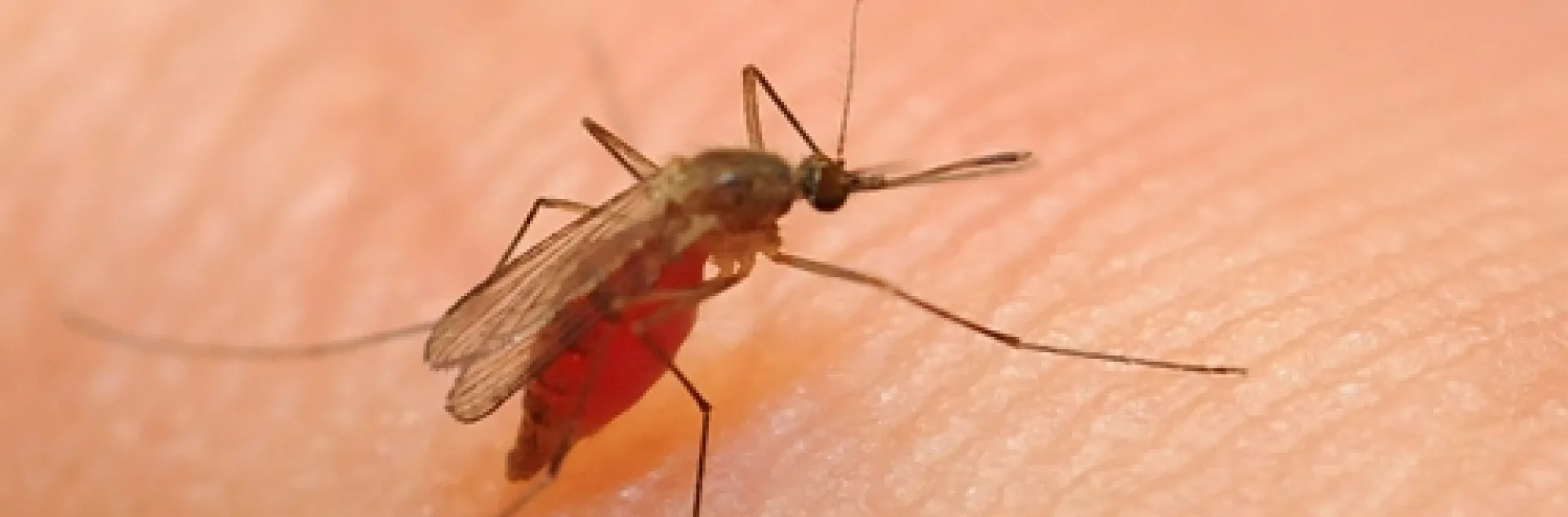 Skeeter Season | UC Agriculture and Natural Resources