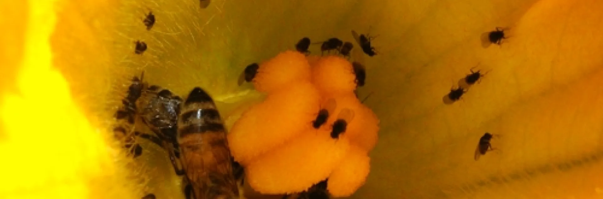 Wonder Flies | UC Agriculture and Natural Resources