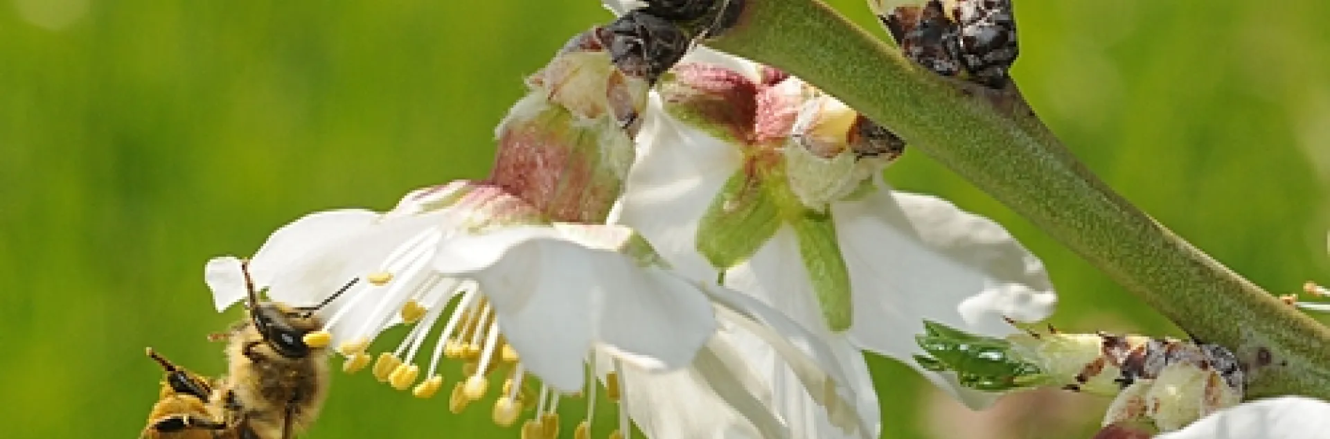 CCD: Worldwide Malady | UC Agriculture and Natural Resources