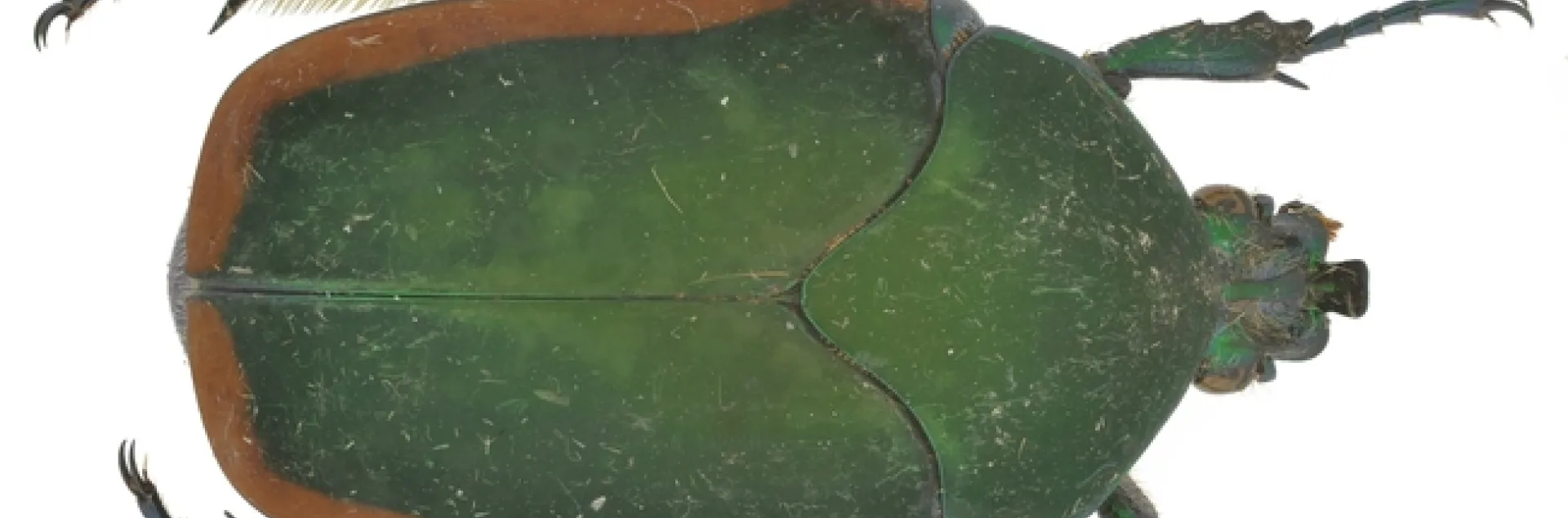 Cute as a June Bug | UC Agriculture and Natural Resources