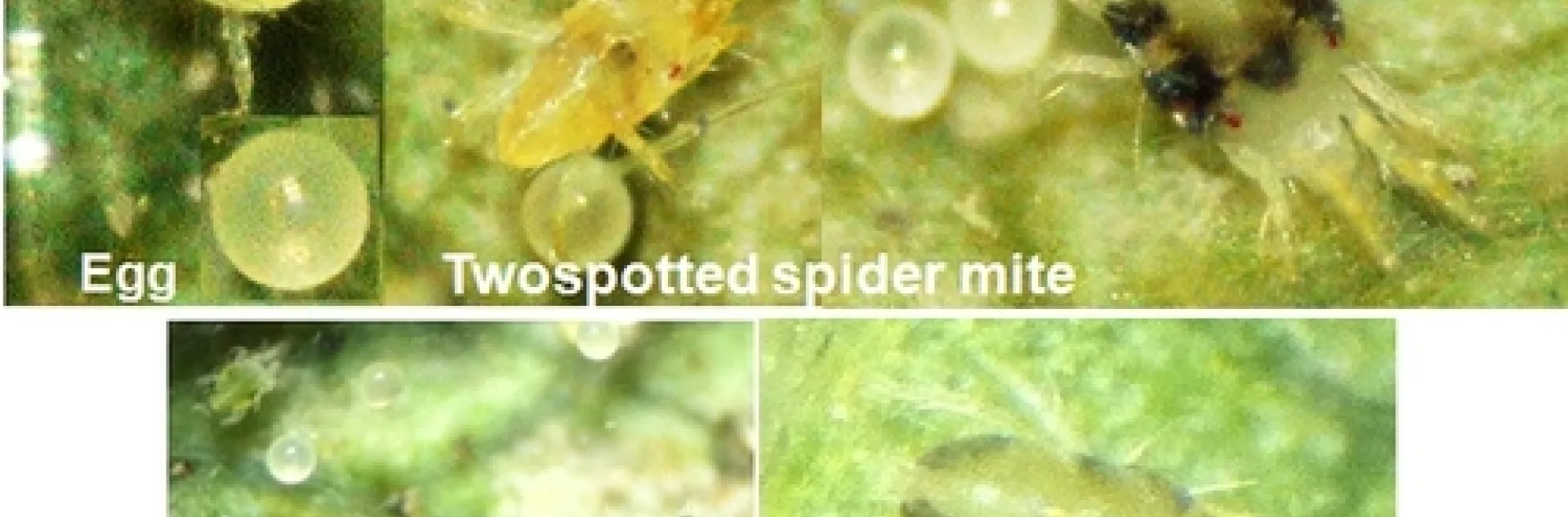 Twospotted spider mite and Lewis mite: A comparison | UC Agriculture ...