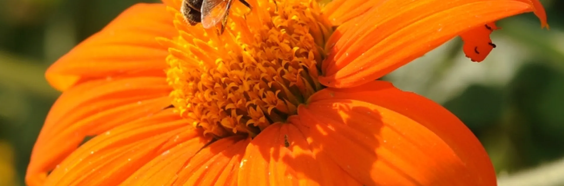 Will the Real Honey Bee Stand Up? | UC Agriculture and Natural Resources