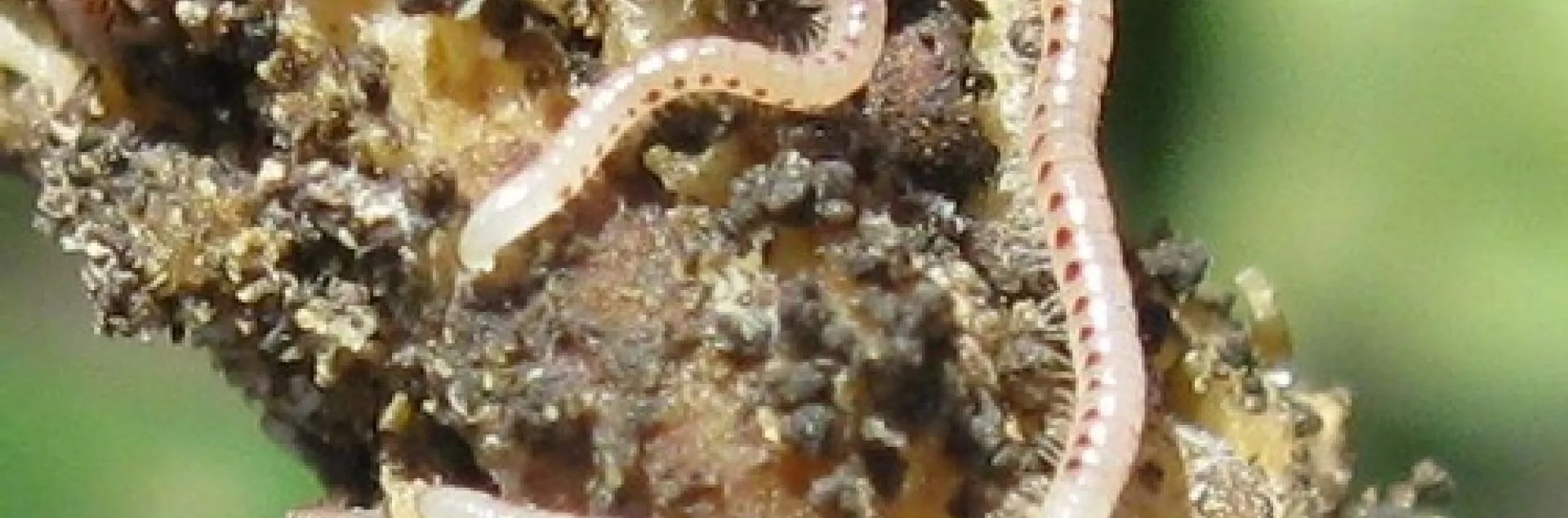 Spotted snake millipedes in zucchini | UC Agriculture and Natural Resources