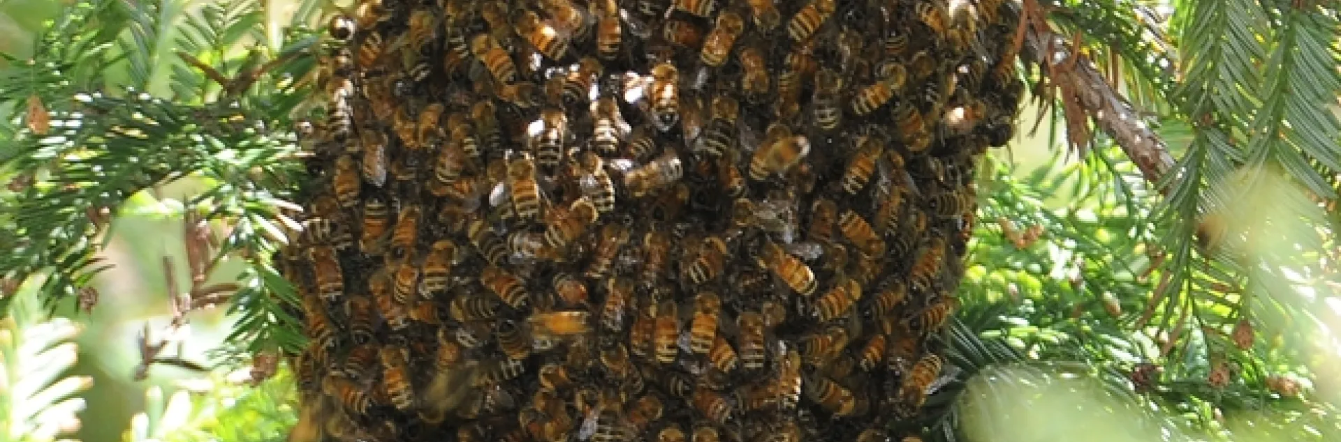 Bee Swarm! | UC Agriculture and Natural Resources